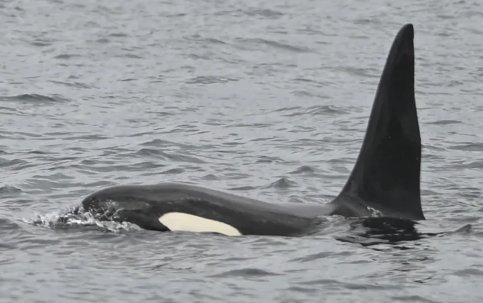 Tourists witness rare mega-pod of orcas off Farne Islands