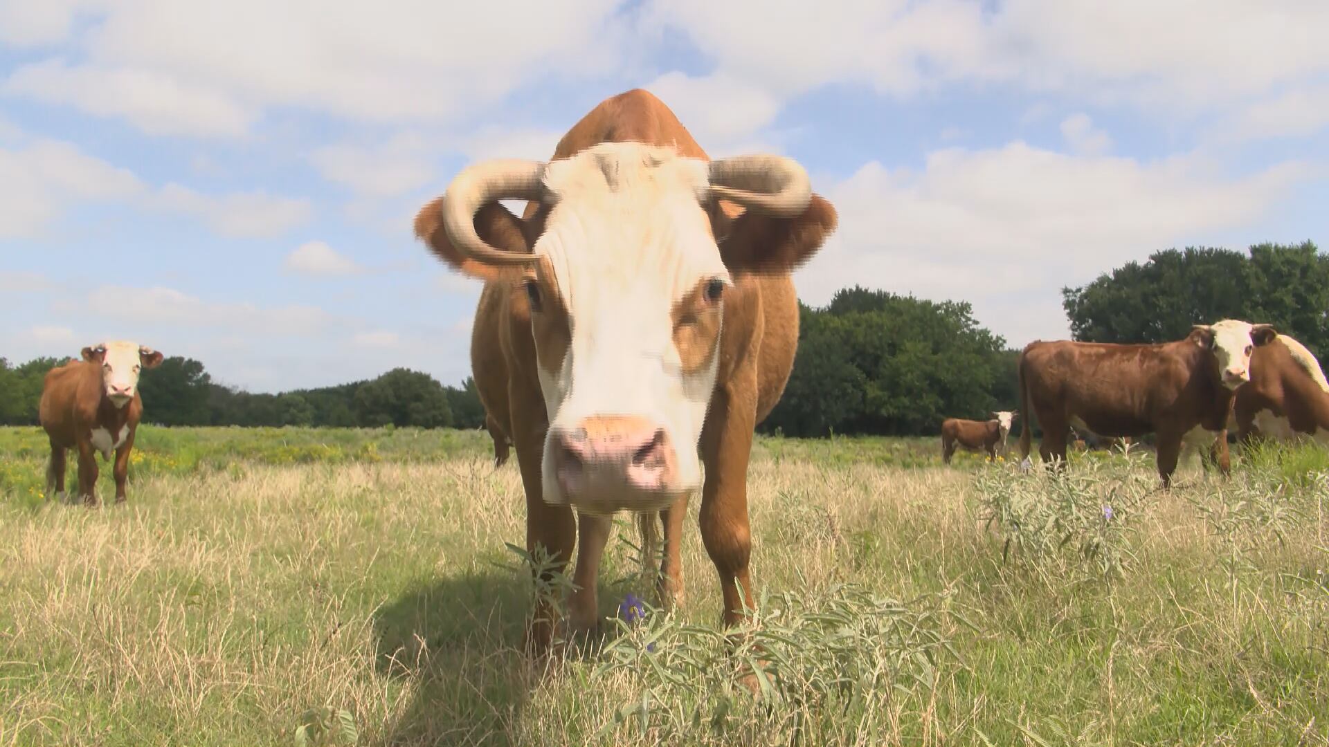 “Mass euthanasias”: Screwworm could have deeper implications for Texas ...
