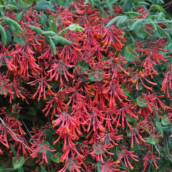 Hummingbirds adore this non-invasive honeysuckle – its fiery flowers ...