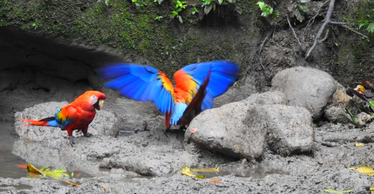 14 places in South America famous for exotic wildlife