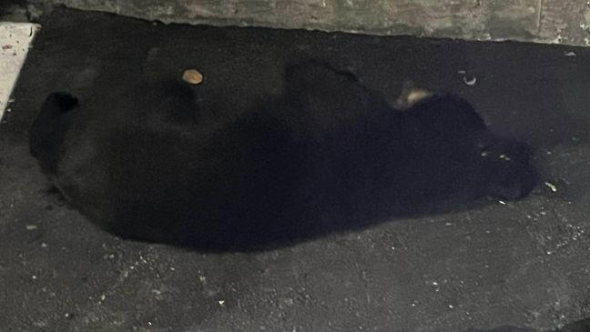 Bear released back into wild after wandering around Portland's Old Port
