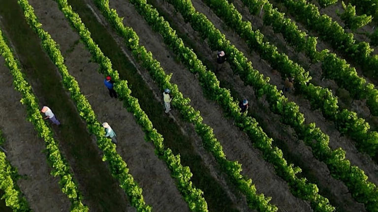 Ola de calor en Francia: la agricultura, centros educativos ...