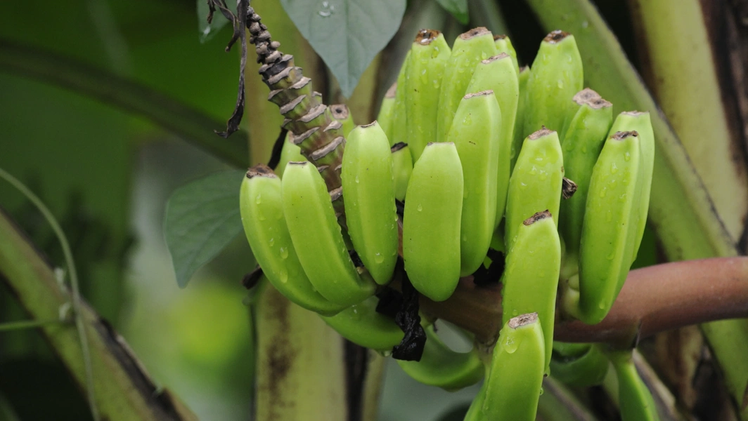 Burro bananas: History, traits, and culinary roles
