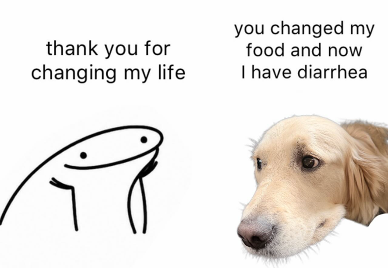 21 golden retriever memes shining in your feed with pure gold comedy