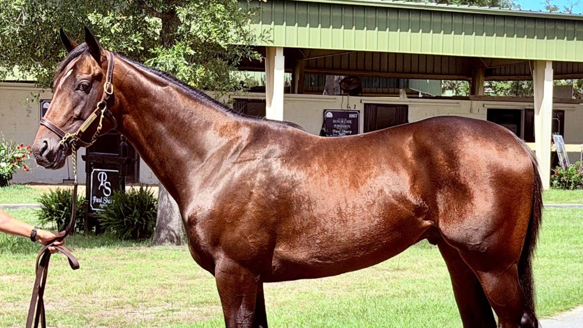 Nine Ontario-breds sold for $852,000 combined at OBS June sale