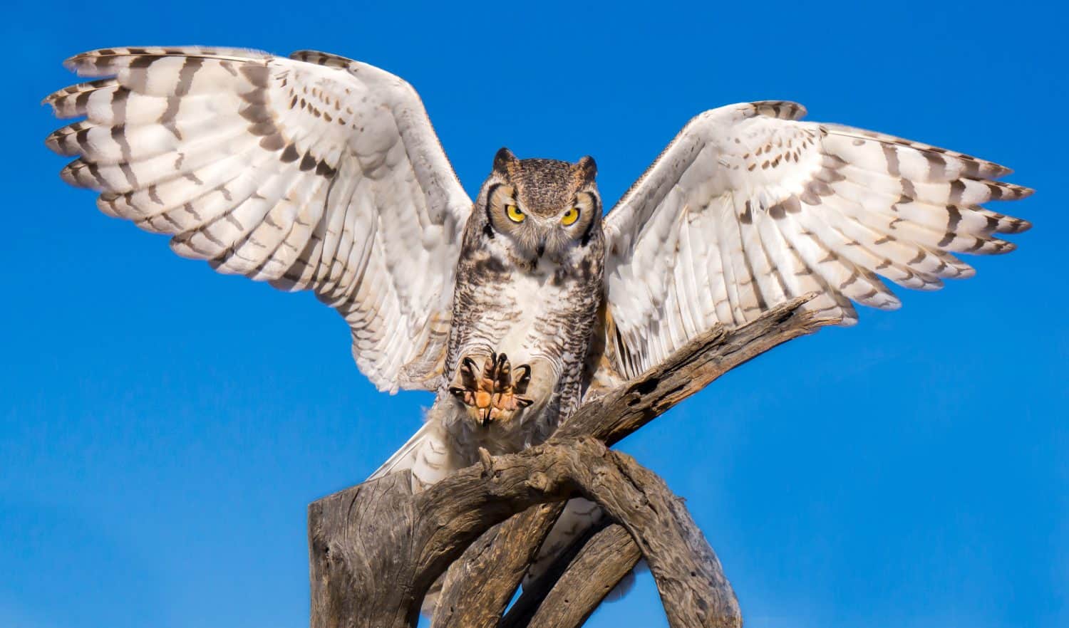 7 US predators you don’t want to meet after dark