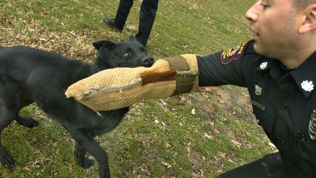 12 protective dog breeds and their unique guarding traits