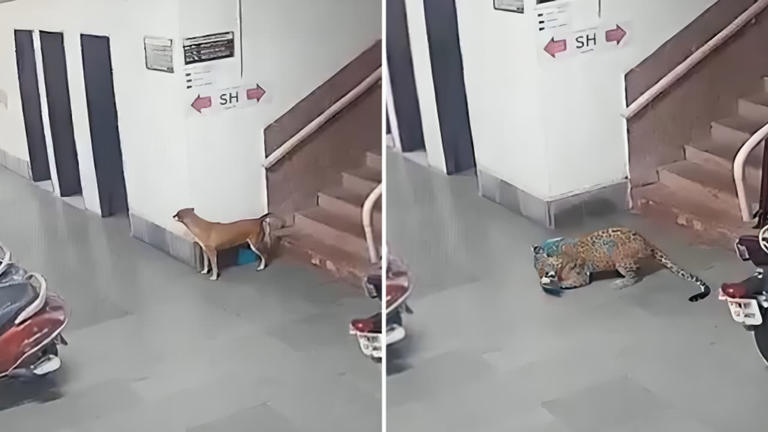 Leopard enters IIT Bombay campus, kills dog in staff hostel area; CCTV ...