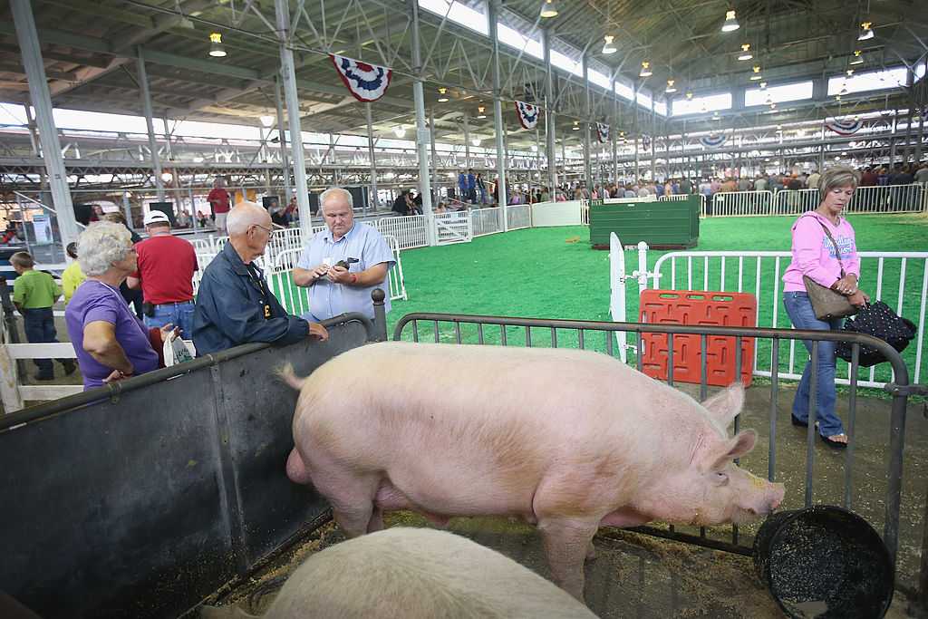 $20 million makeover: Iowa State Fair renovating historic Swine Barn