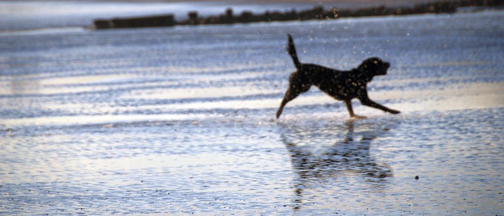 Extraordinary images reveal the mysterious 'ghost dog' in the wild