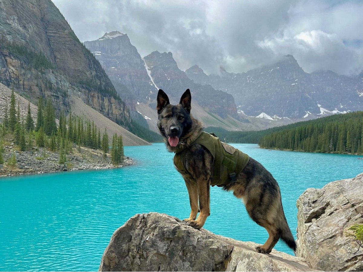RCMP police dog seriously injured in pursuit of High River armed ...