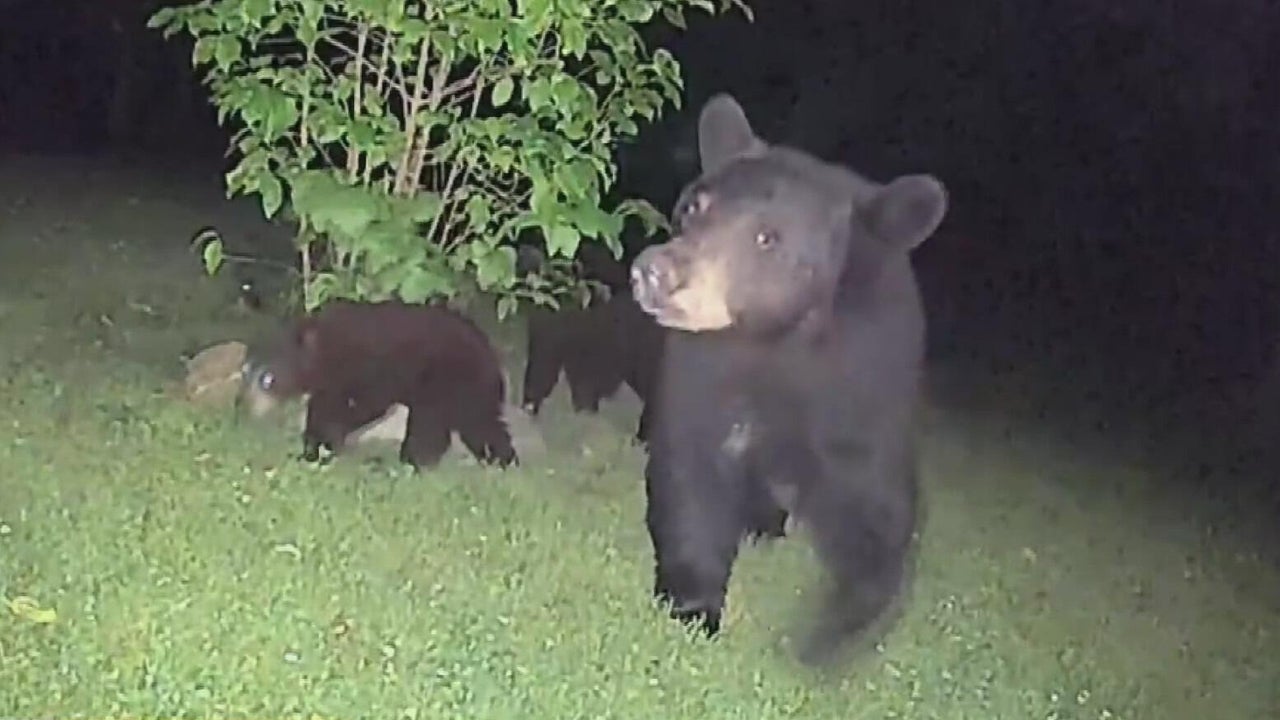 Mama bear and 4 cubs caught on camera in Pennsylvania