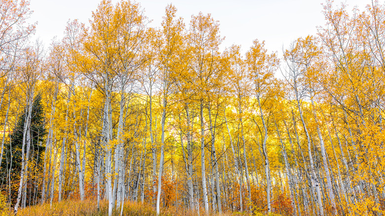 The best beginner-friendly trees based on your growing zone