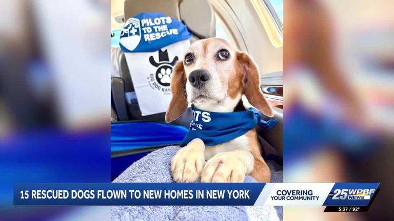 Beagles rescued from testing facility flown to new homes in New York