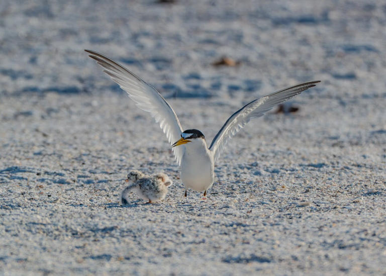 Volunteers monitor black skimmers and least terns as nesting season ...