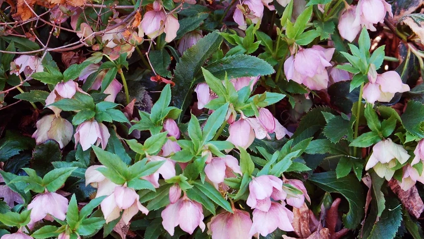 15 purple flowers that thrive in shade