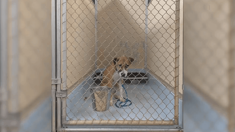 Animal shelter in Cincinnati sounds 'code red' as it hits full capacity