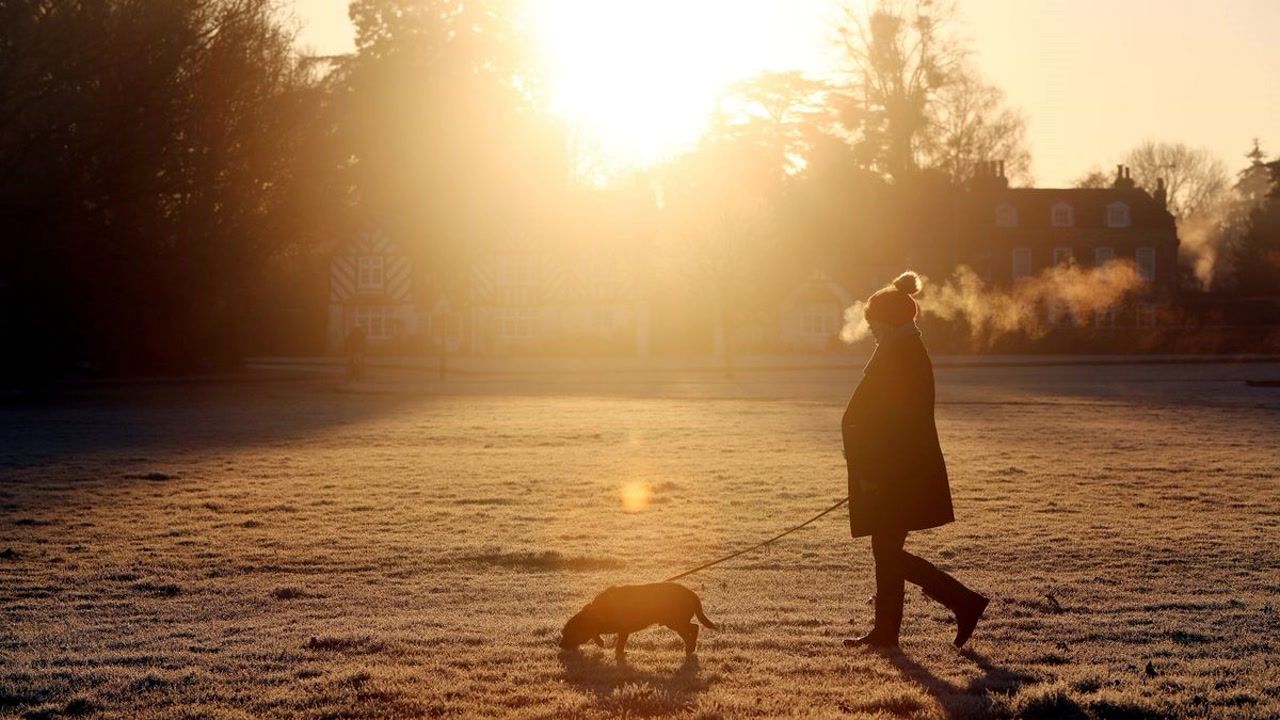 Dog owners face £500 fine under new rules