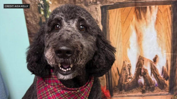NJ homeowner says dog helped her escape house fire: "He's my hero, my ...