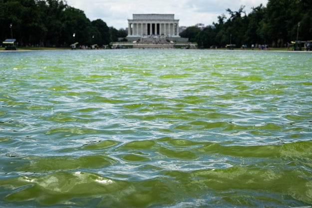 MAGA has a new meaning after Trump's reflecting pool mishap, and it’s ...