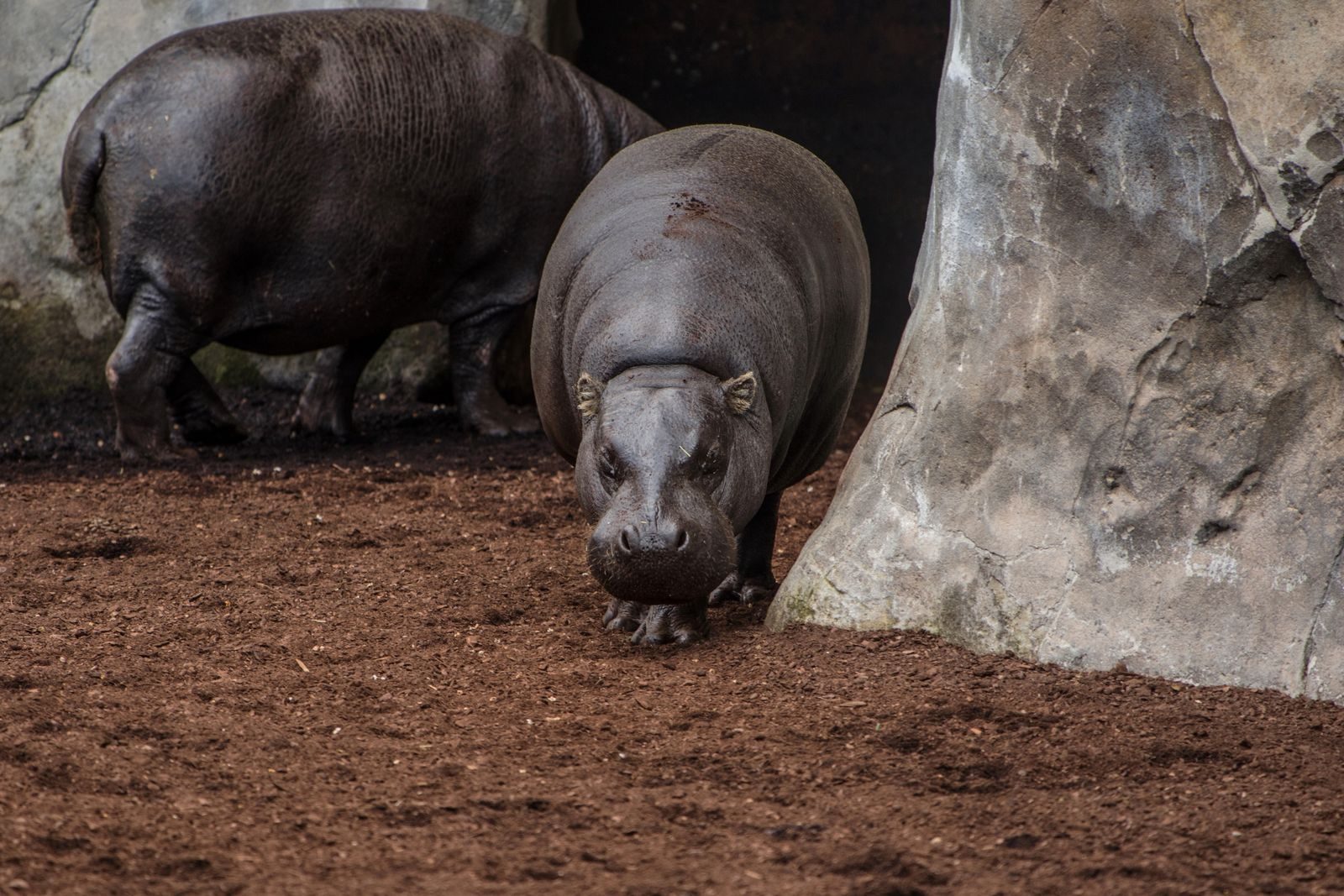 Adorable animals that have captivated people around the world