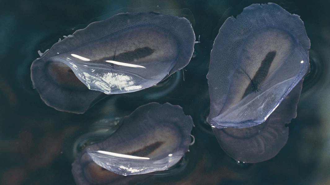 Rare blue sea creatures wash up early on Welsh beaches