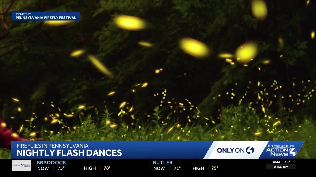 Pennsylvania fireflies stun viewers at Allegheny National Forest night ...