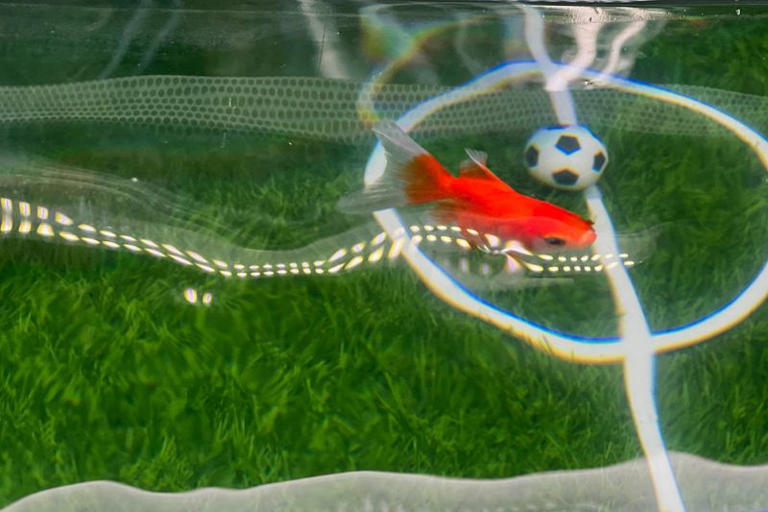 Las predicciones del pez dorado Swimbappé para el Mundial causan ...
