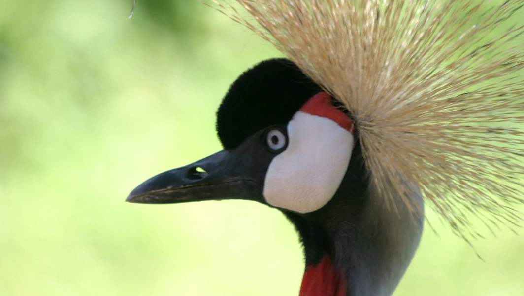 Uganda birding spots every nature lover needs