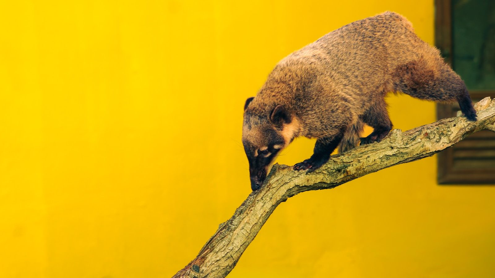 Unusual animal spotted in Central Texas turns out to be a rare coatimundi