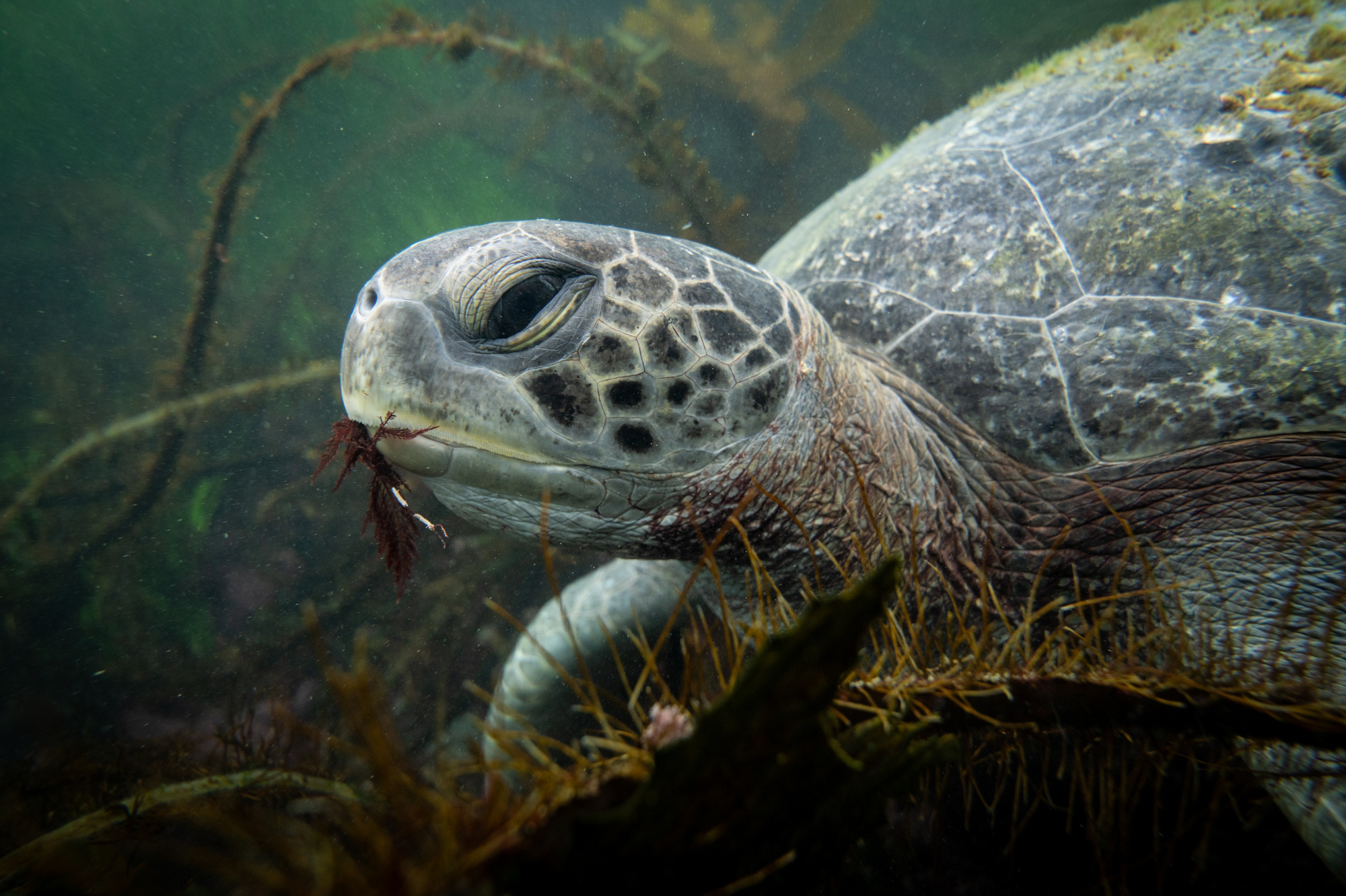 Slow down and you might see green sea turtles, and their bobbing heads ...