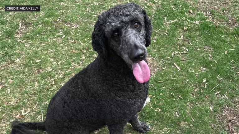 NJ homeowner says dog helped her escape house fire: "He's my hero, my ...