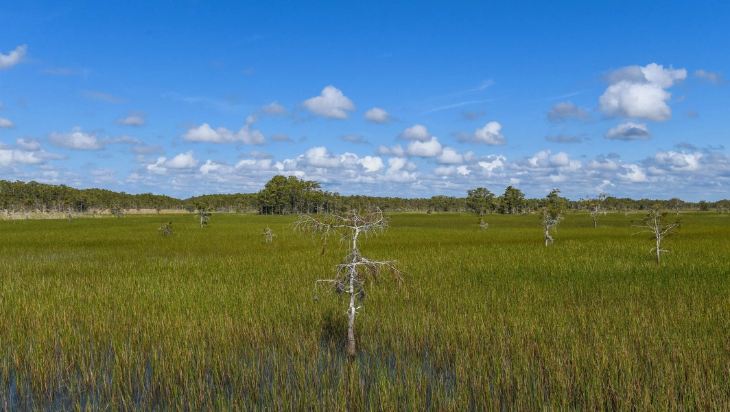 Scientists map vast underground fungal network, urge conservation action