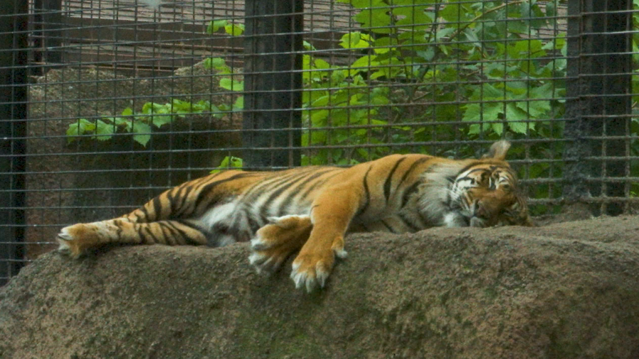 Topeka Zoo prepares for summer of changes with new tiger exhibit ...