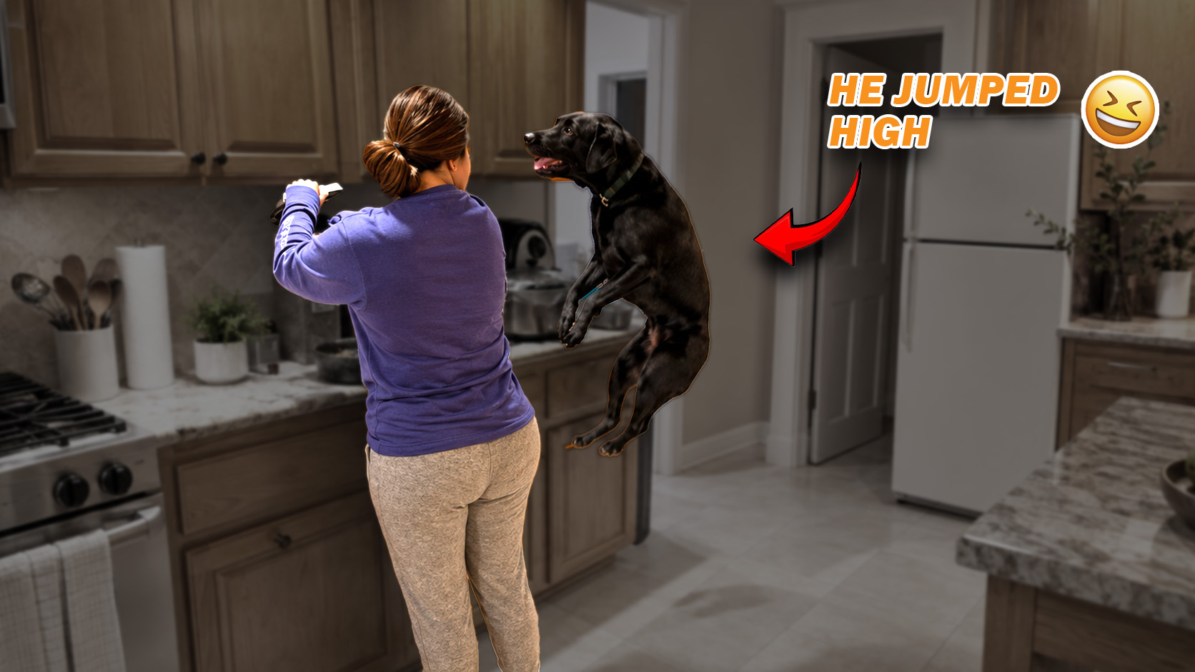 Random funny dog video