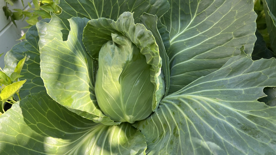 Yamitsuki cabbage: Flavor, techniques, and serving ideas