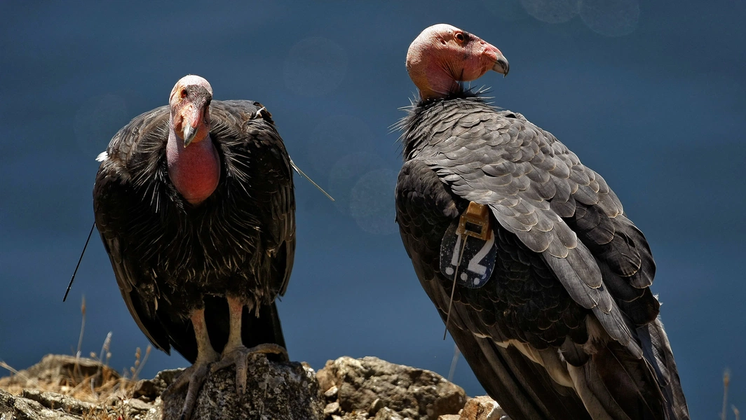 11 rare and endangered animals in the United States