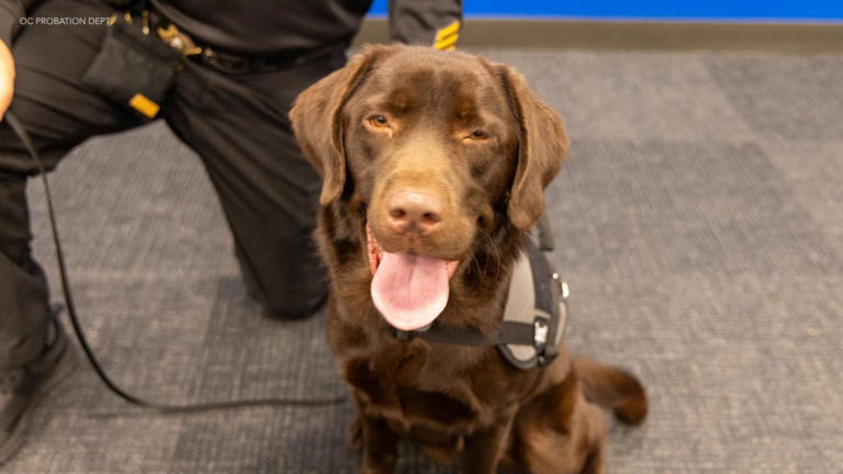 Meet the dogs helping Orange County trauma victims heal