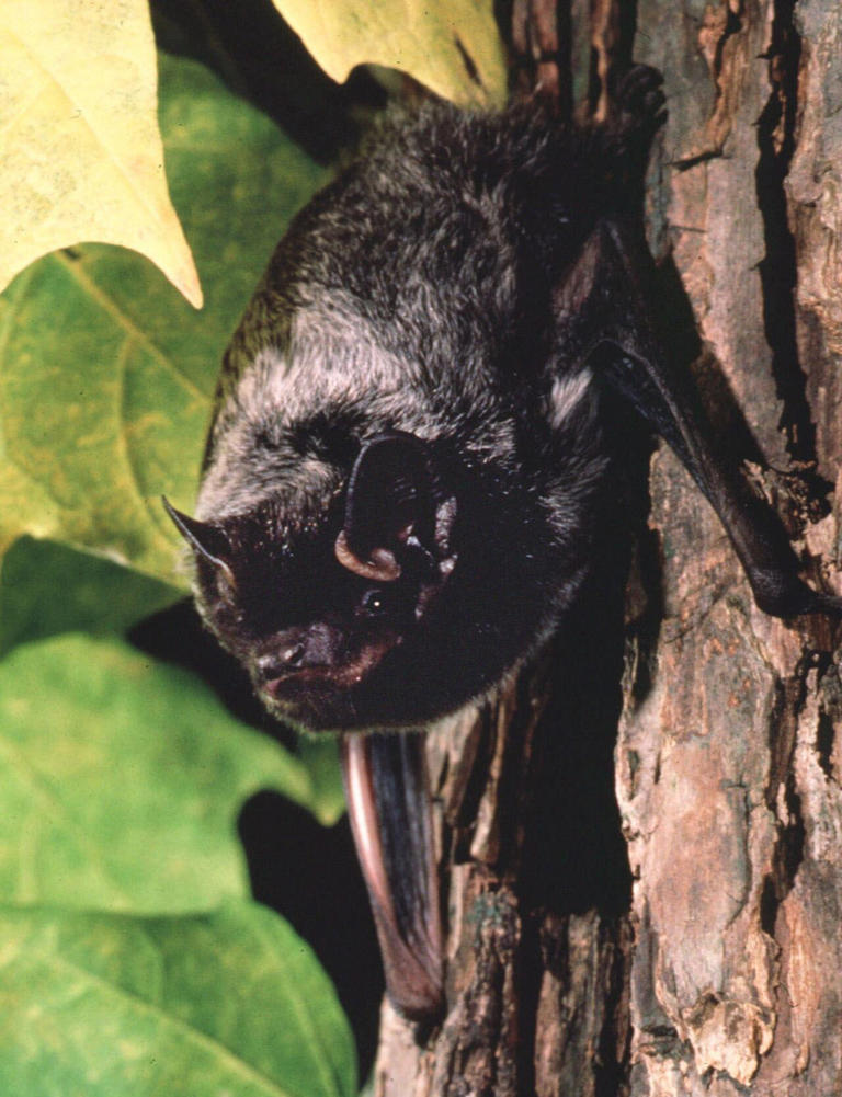 Rabid bat found at Sask. daycare; school division apologizes for delay ...