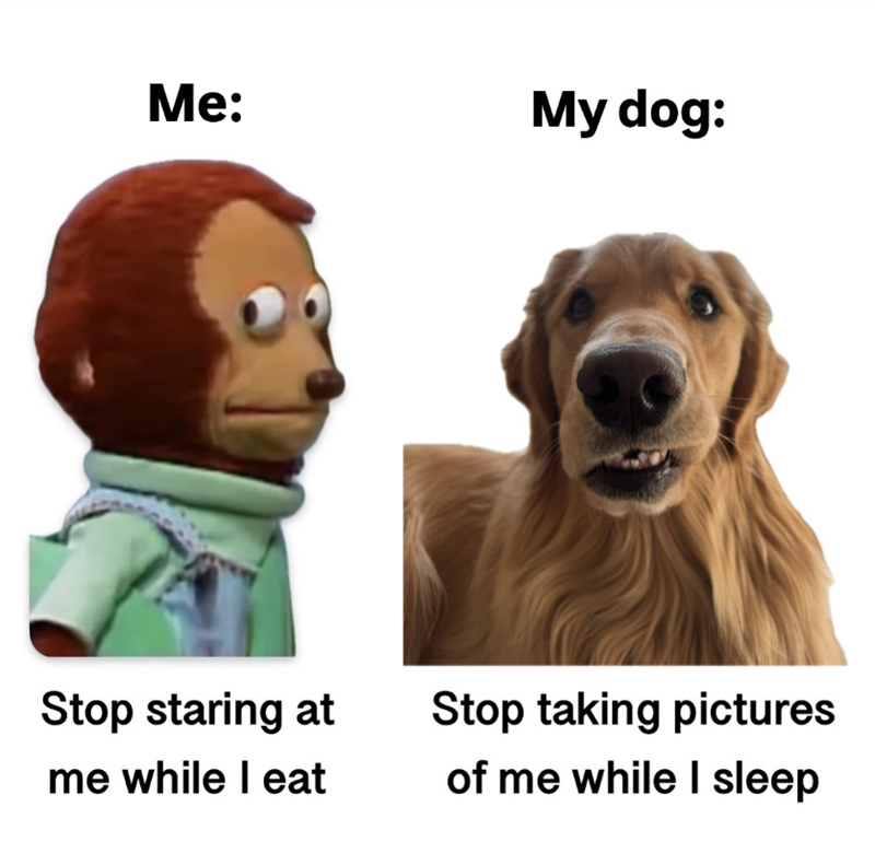 21 golden retriever memes shining in your feed with pure gold comedy