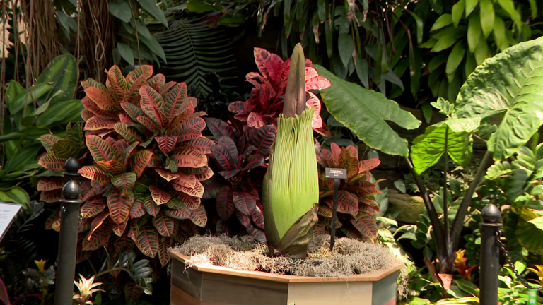 Corpse flower expected to bloom next week at Mitchell Park Domes