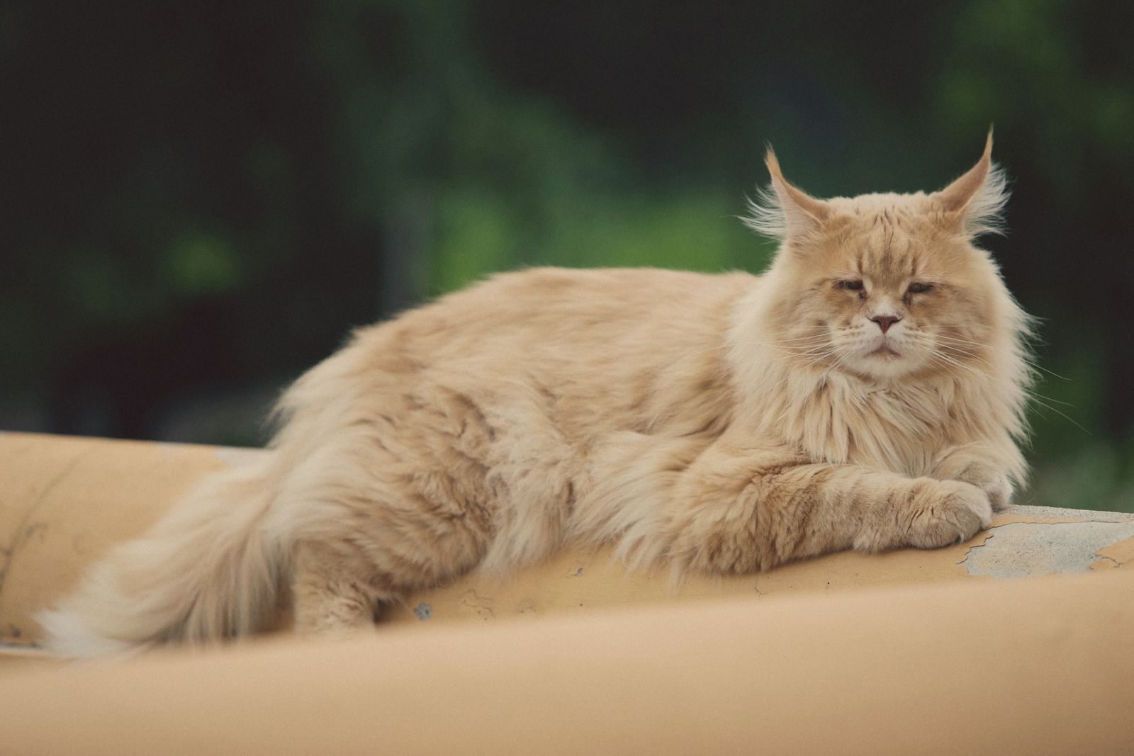 Most beautiful cat breeds according to popular scientific observations
