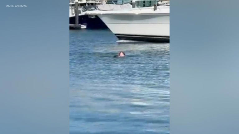 Newport teen dives into Balboa Island marina to rescue struggling dog