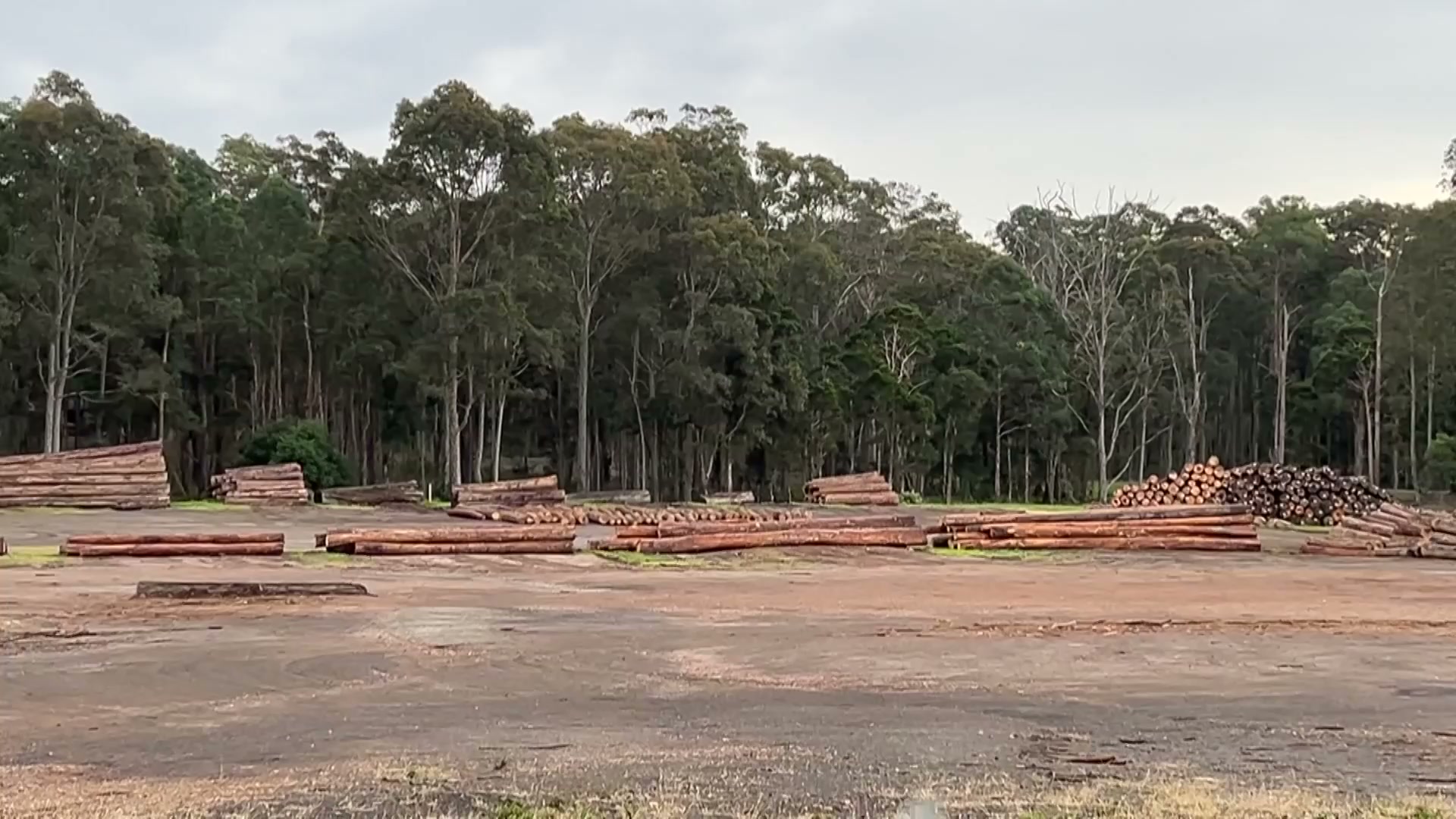 Push to create 1.2-million-hectare Great Southern Forest across NSW ...