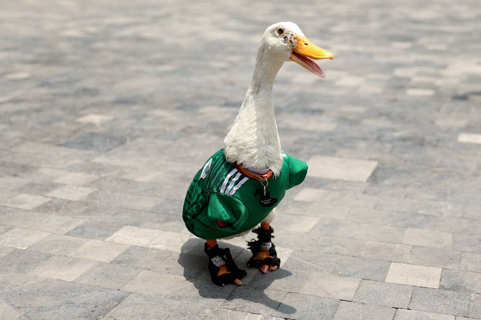 Meet Merlin: The viral duck bringing good luck to Mexico's World Cup team