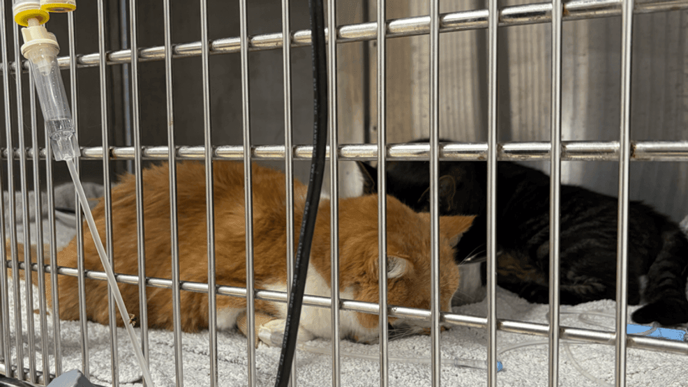Texas shelters warn bans and vet-only meds could force euthanasia in ...