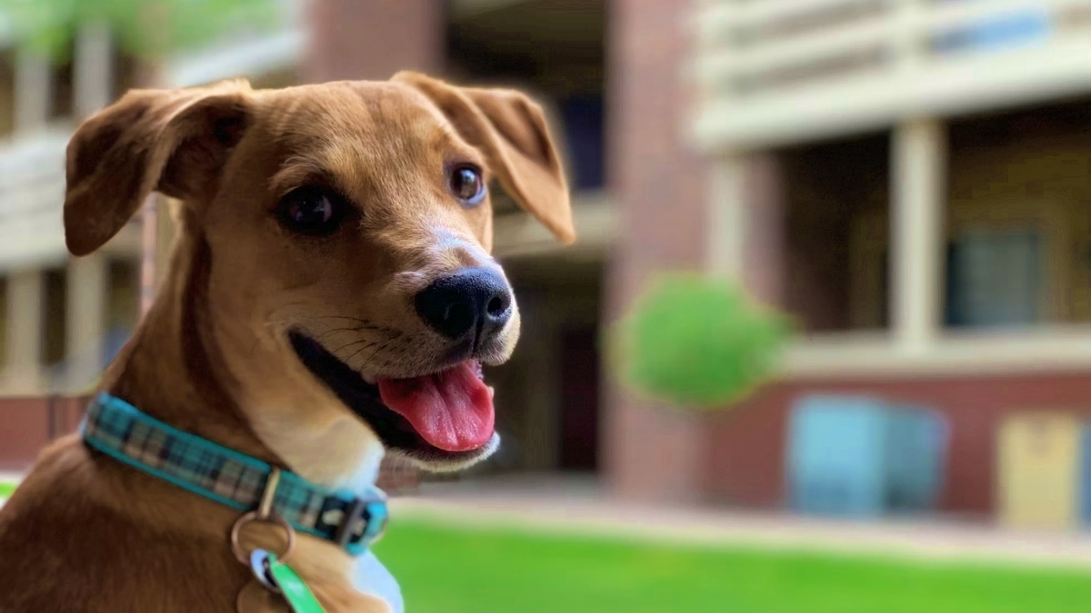 Is my dog happy? The question that worries many owners