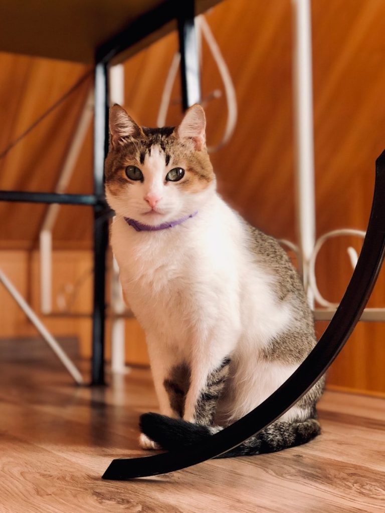How a two-legged cat runs like a champion