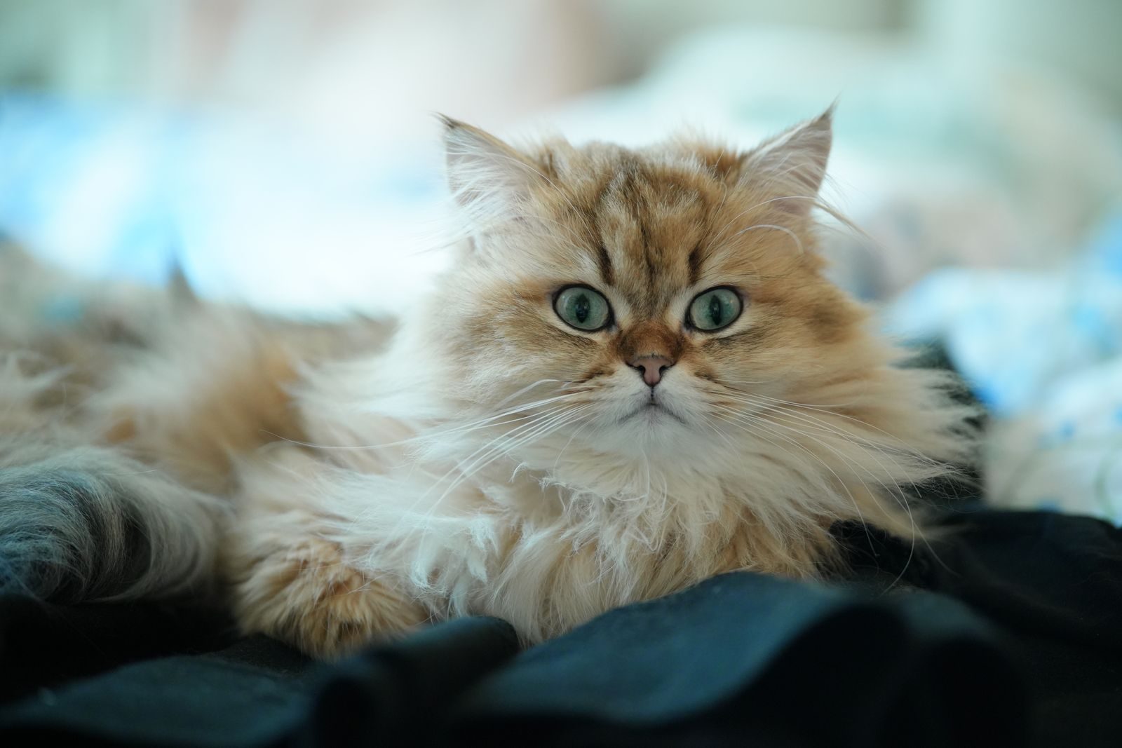What your cat’s appearance may suggest about their personality traits