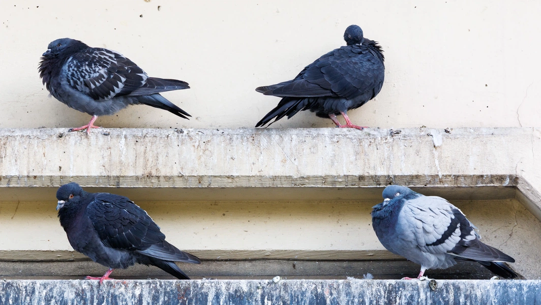Why baby pigeons are rarely seen